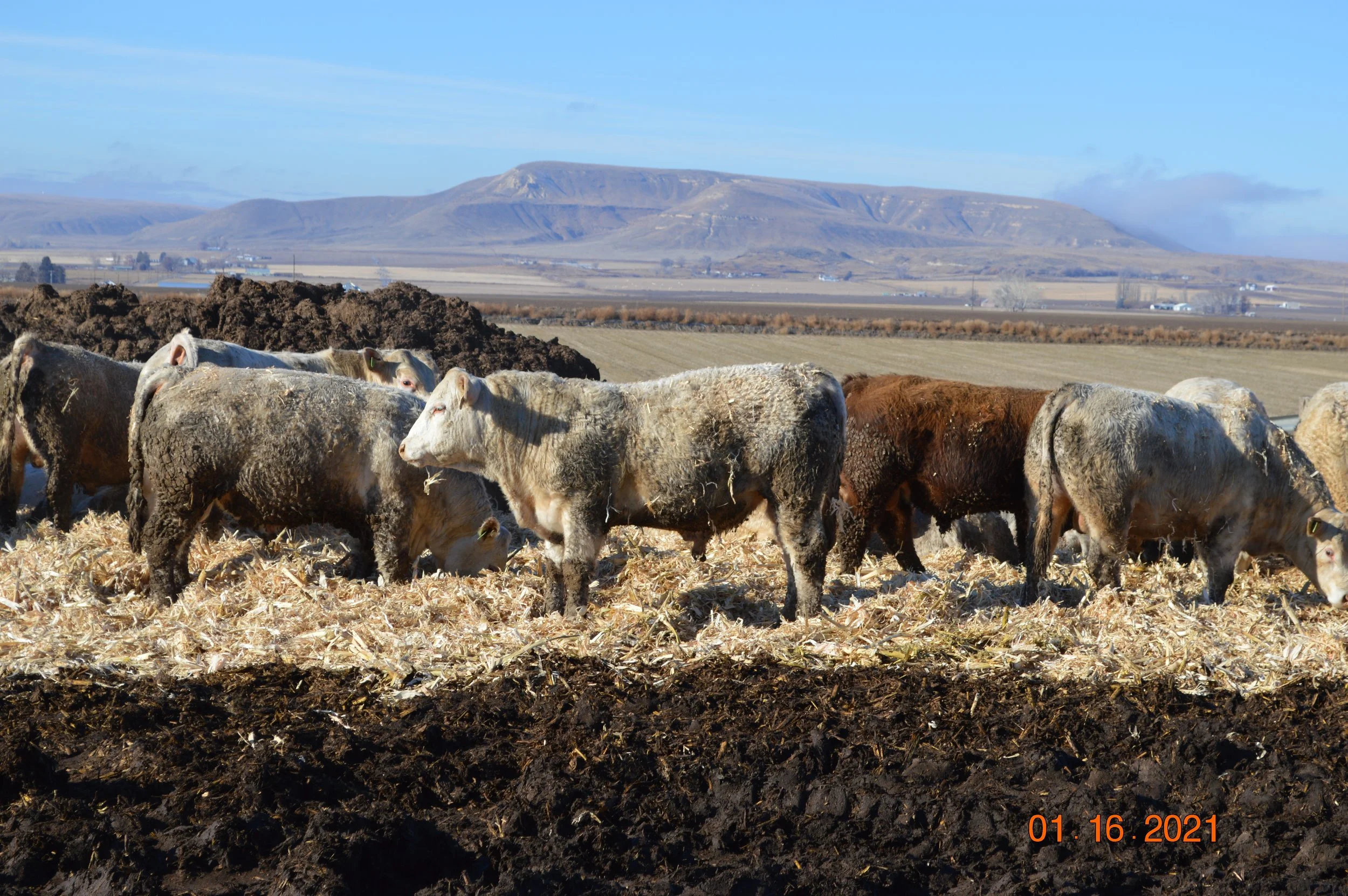 Bull Sale — V-A-L Charolais Ranch