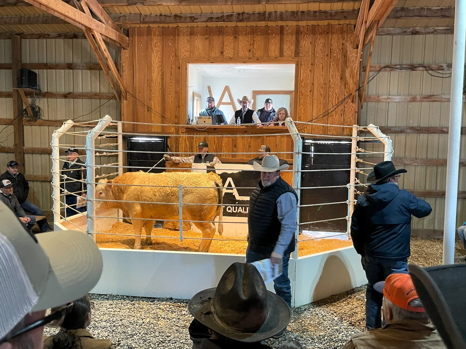 Bull Sale — V-A-L Charolais Ranch