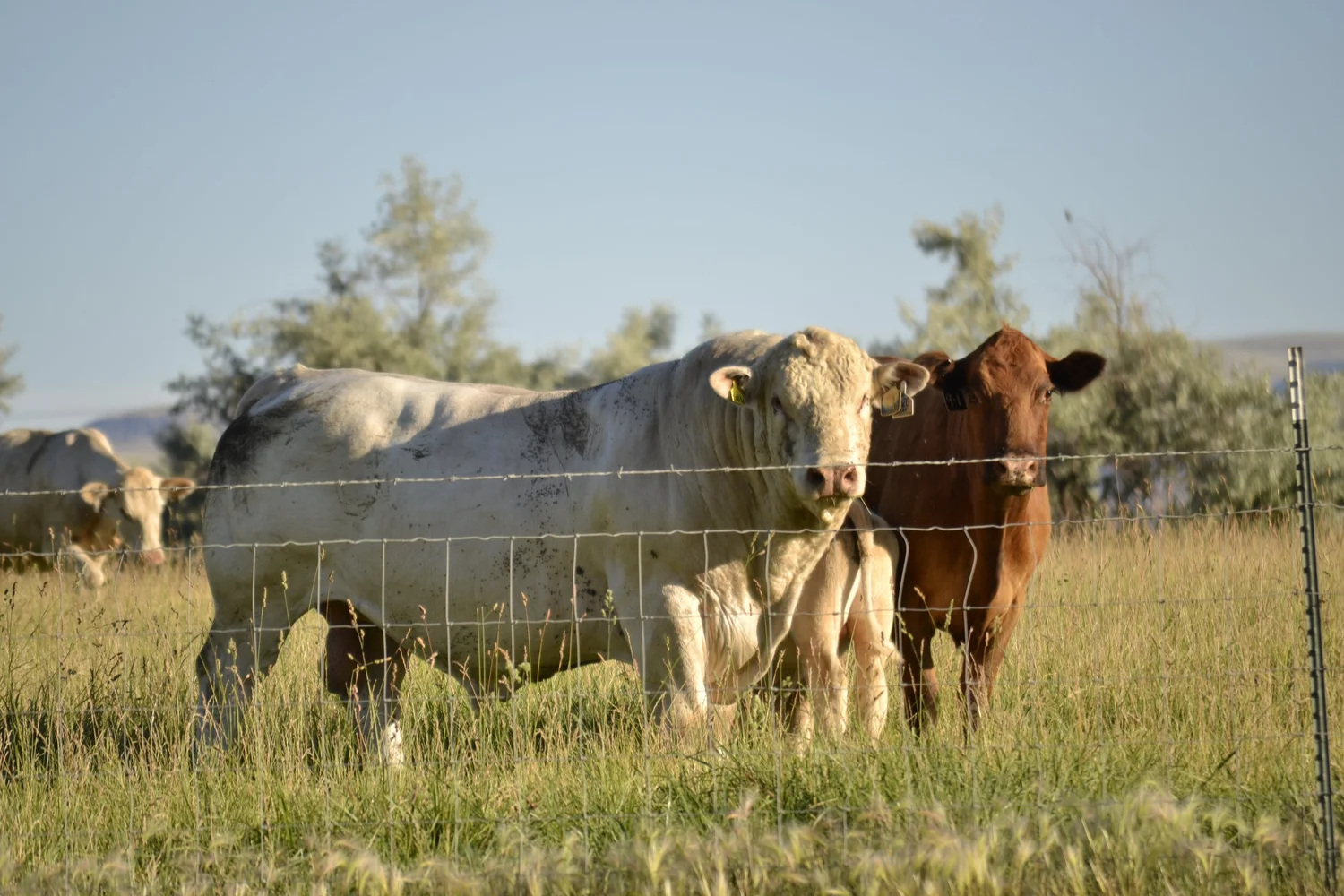 V-A-L Charolais Ranch