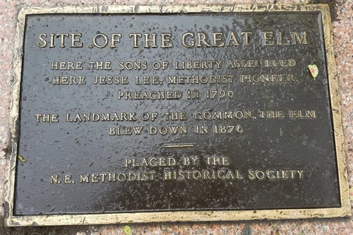 Boston History: The Great Elm — Boston Hidden Gems