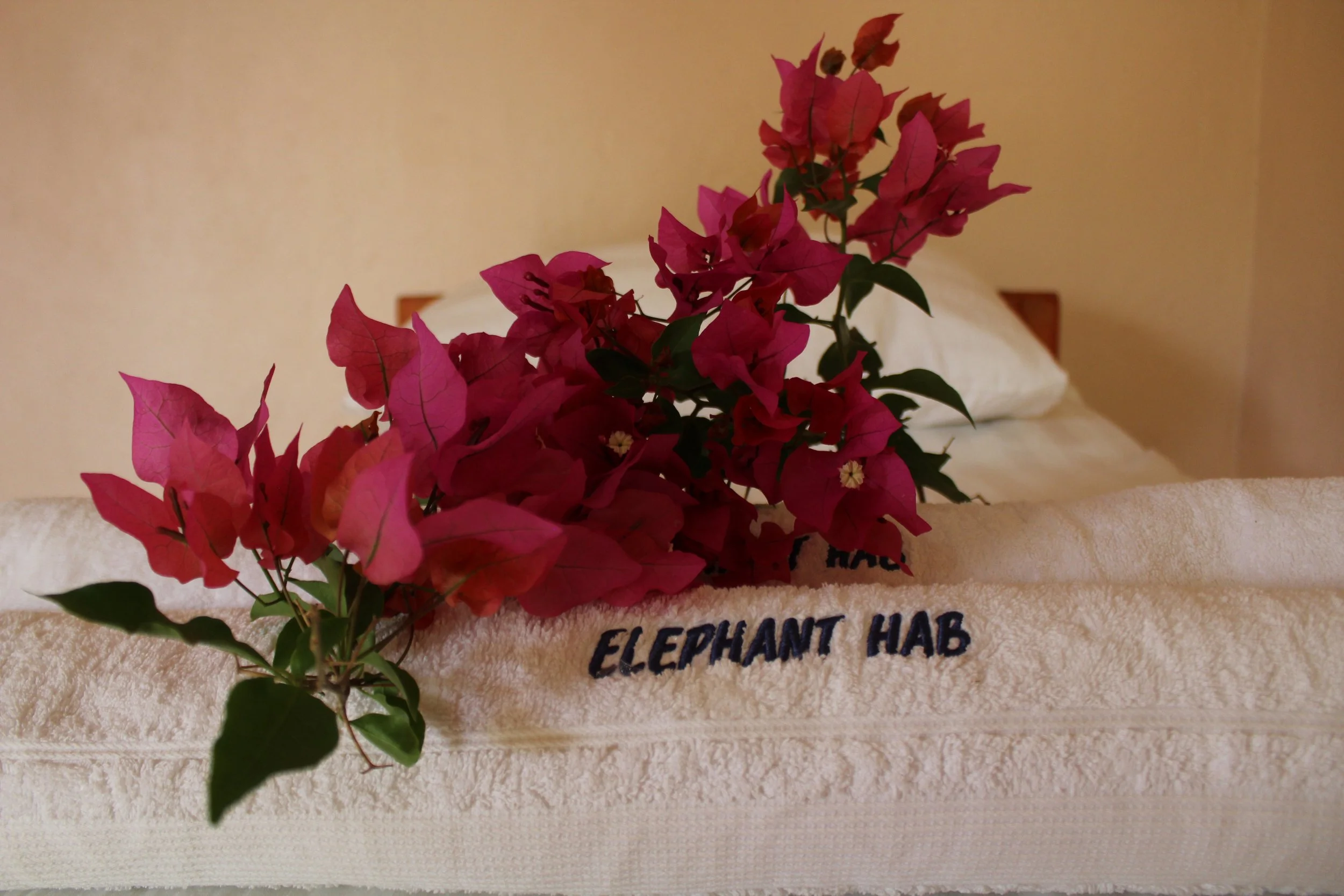 Gallery 1 — Elephant Hab Lodge