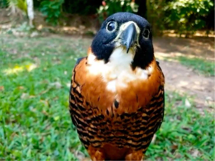 The Beauty of the Orange-Breasted Falcon — Inspire EdVentures