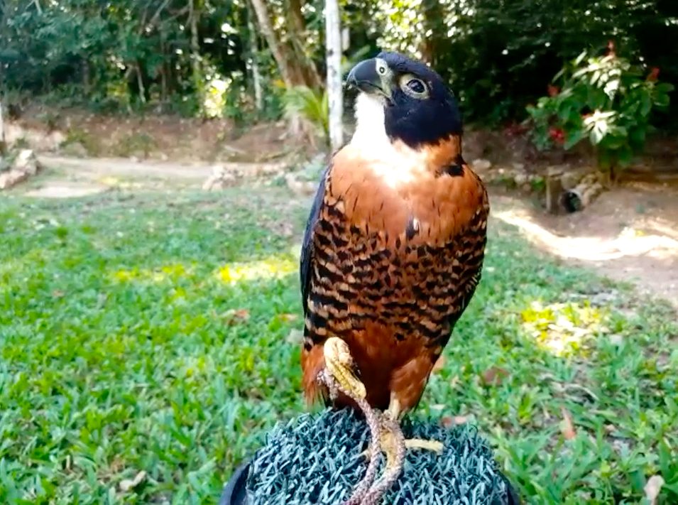 The Science of Orange-Breasted Falcons: The Vulnerable Raptors of the Rainforest — Inspire ...