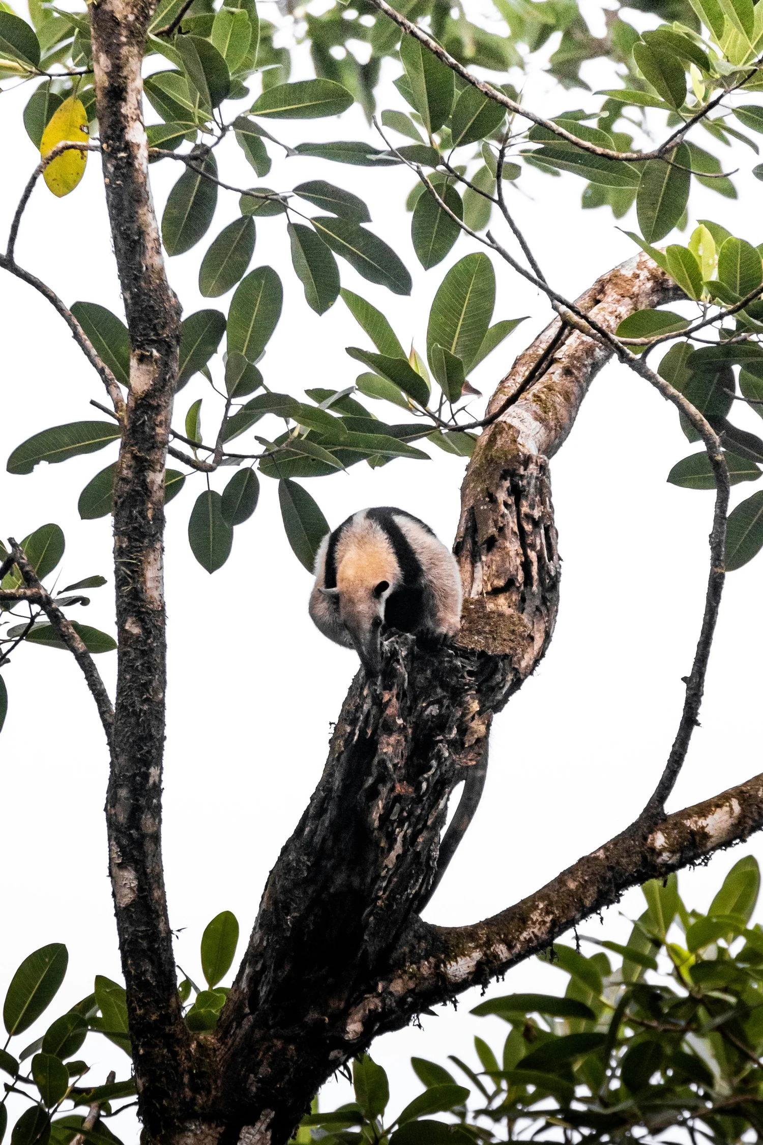 Science of the Northern Tamandua — Inspire EdVentures