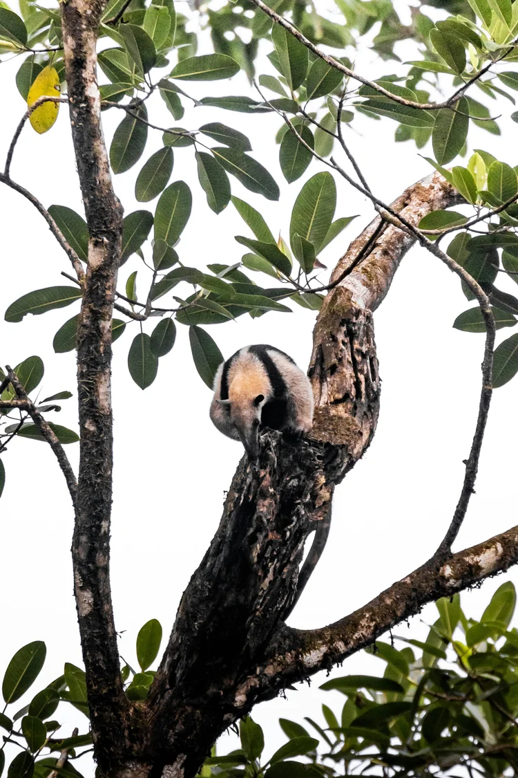 Science of the Northern Tamandua — Inspire EdVentures