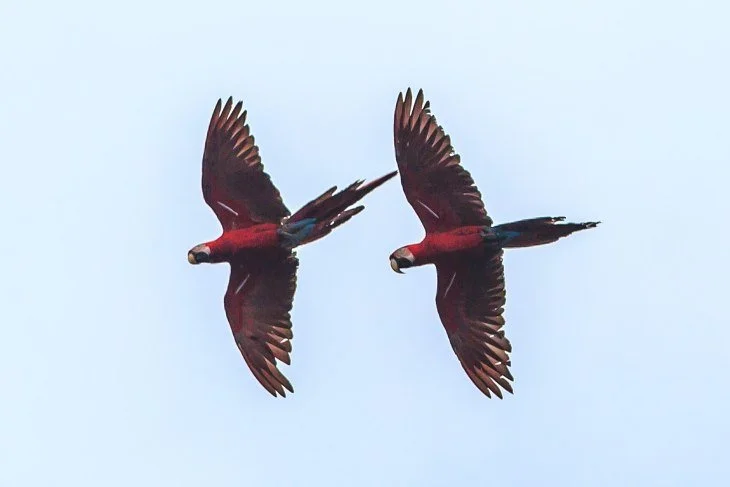 The Scarlet Macaw, Belize’s Most Beautiful Bird — Inspire EdVentures