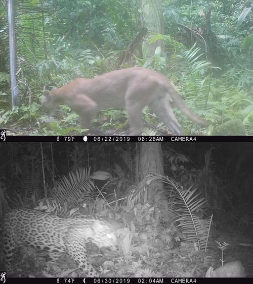 The Science of Jaguars: The Largest Cats of Belize — Inspire EdVentures