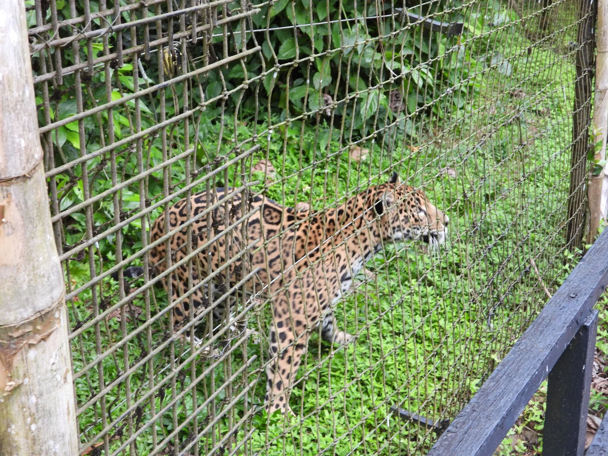 The Science of Jaguars: The Largest Cats of Belize — Inspire EdVentures