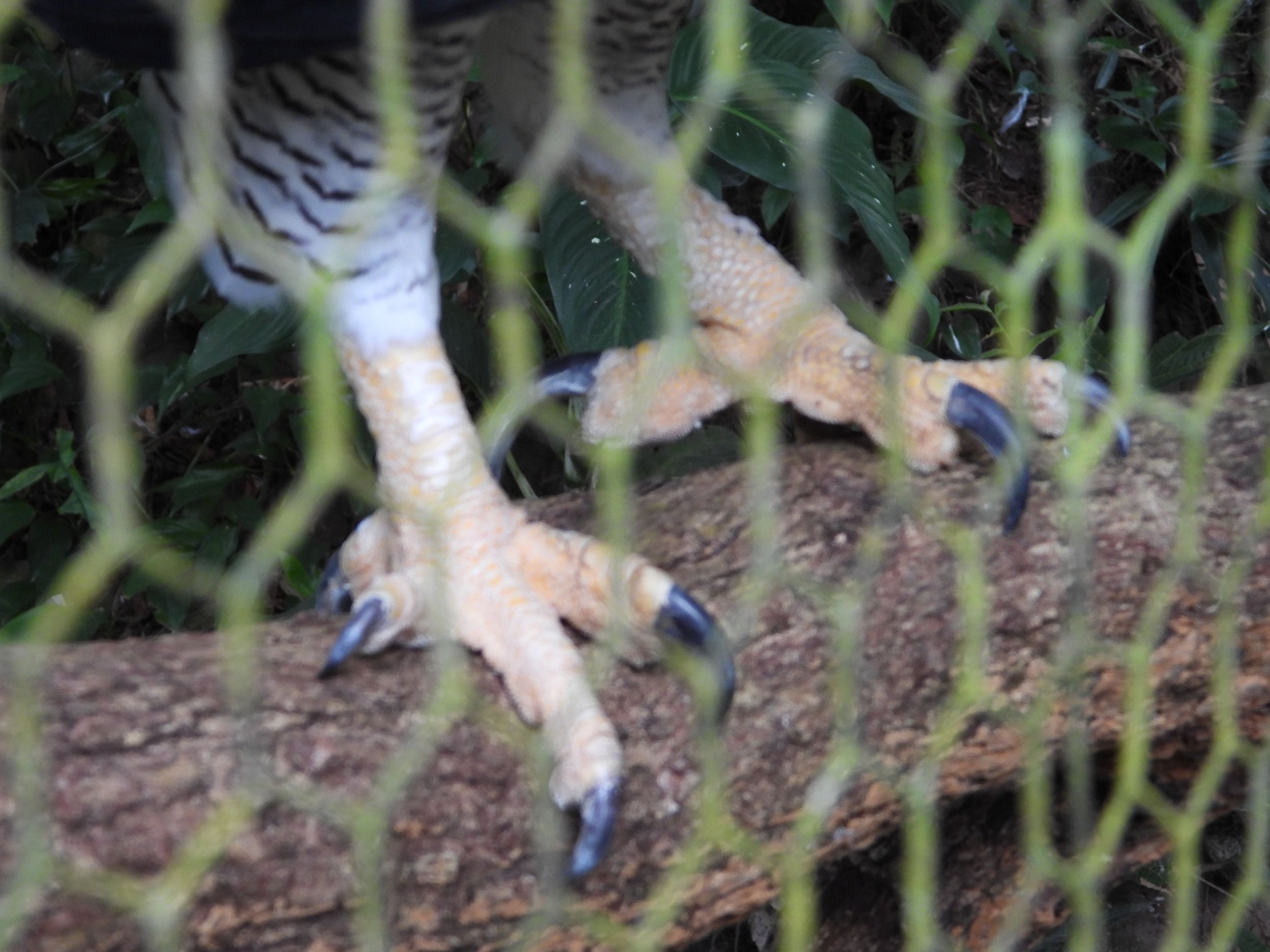 The Science of Harpy Eagles — Inspire EdVentures