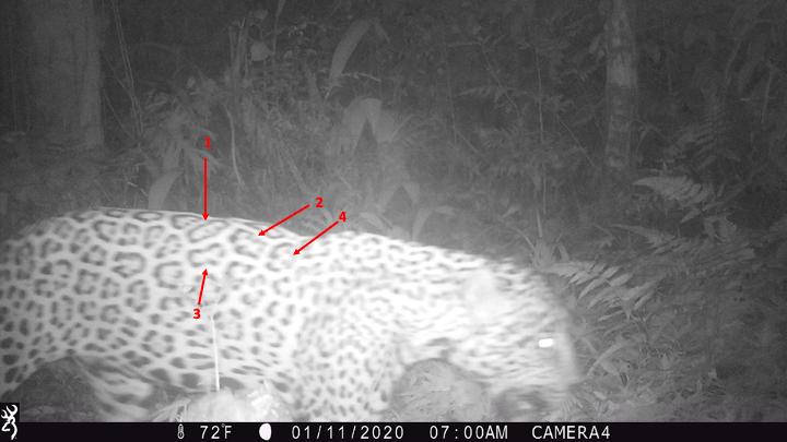 Learn about Jaguar Spot Identification from the Jaguars of Sleeping ...