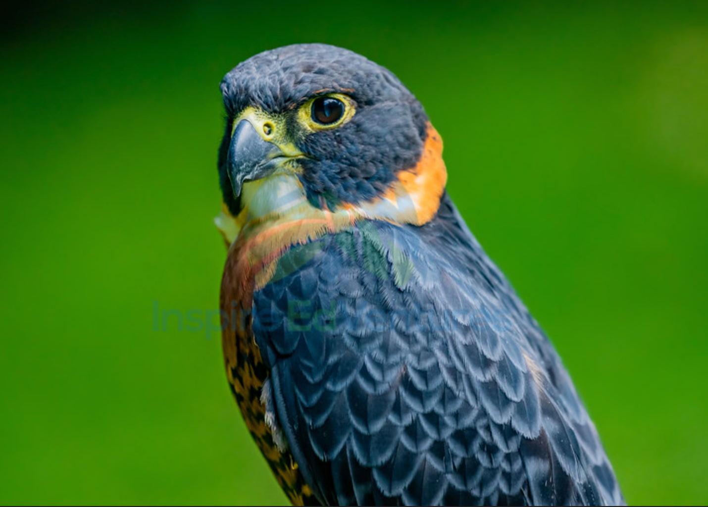 Inspiring Photos: Maya - The Orange-Breasted Falcon — Inspire EdVentures