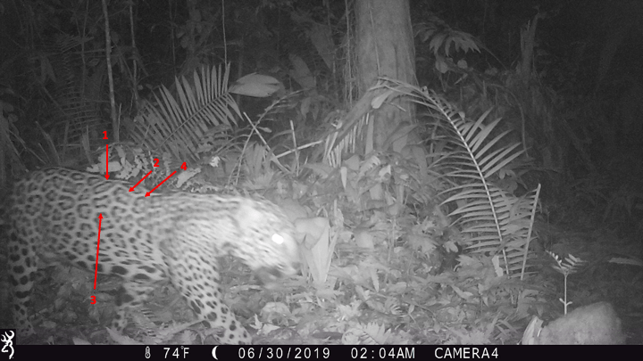 Learn about Jaguar Spot Identification from the Jaguars of Sleeping ...
