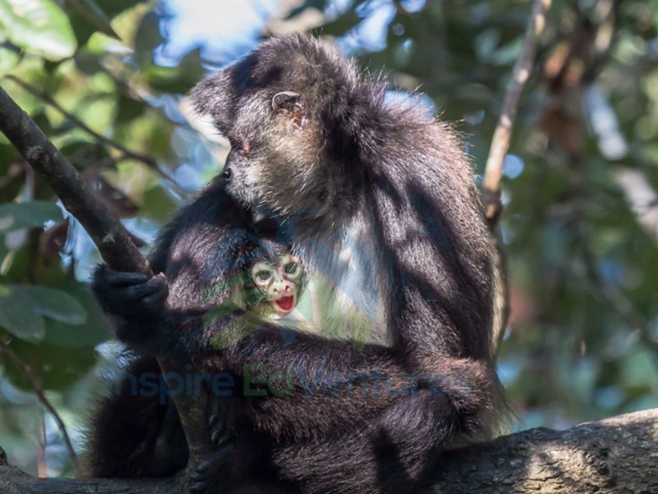 Inspiring Photos: The Spider Monkeys of Rainforests — Inspire EdVentures