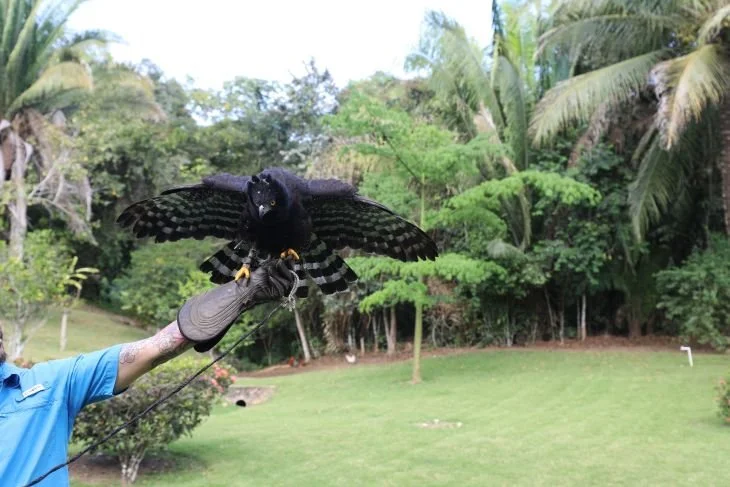 The Tyrant Eagles of Belize — Inspire EdVentures