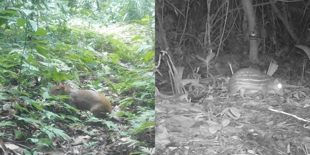The Science of Jaguars: The Largest Cats of Belize — Inspire EdVentures