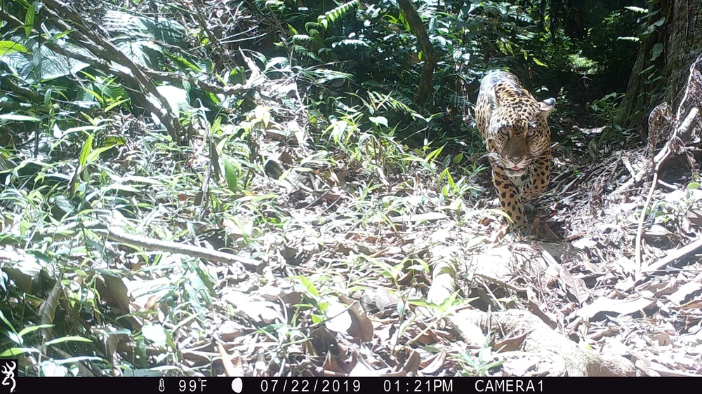 The Science of Jaguars: The Largest Cats of Belize — Inspire EdVentures