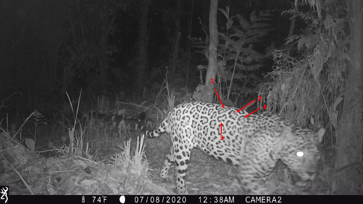 Learn about Jaguar Spot Identification from the Jaguars of Sleeping ...