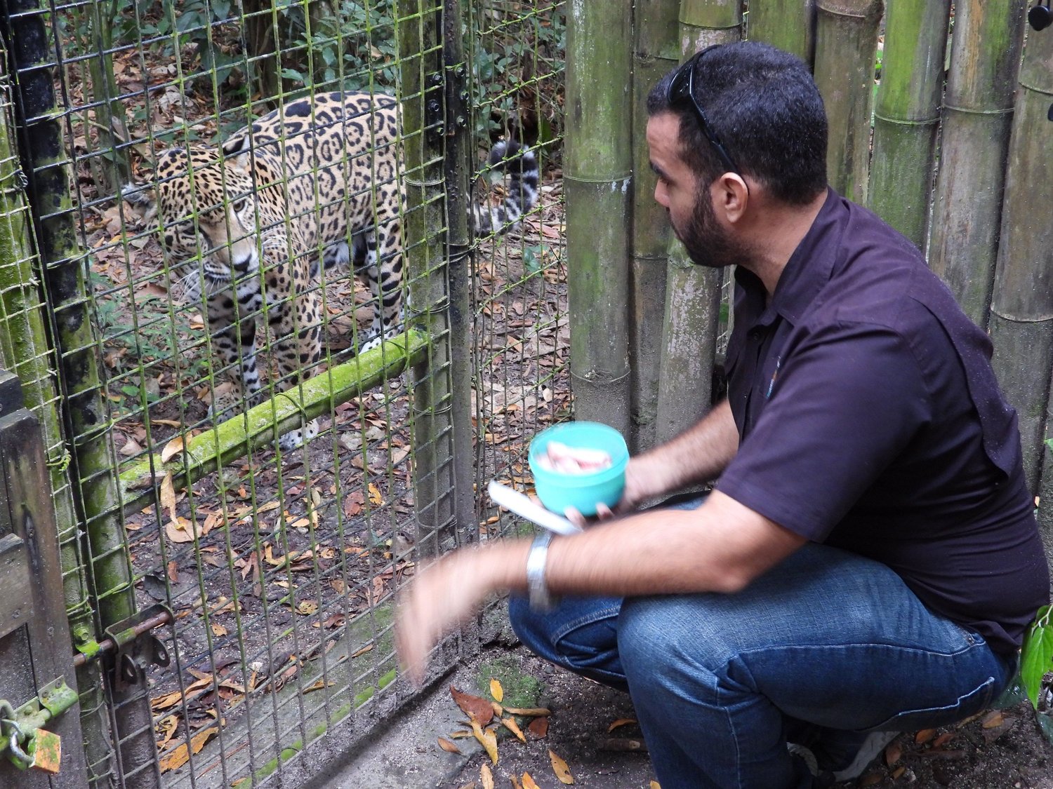 The Science of Jaguars: The Largest Cats of Belize — Inspire EdVentures