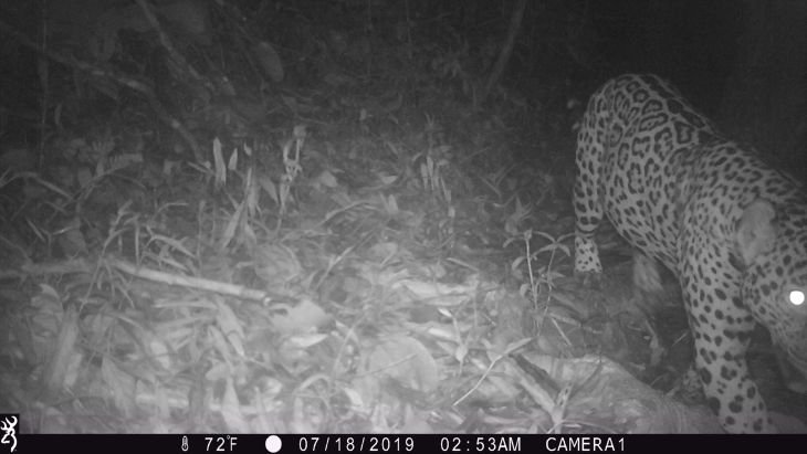 Learn about Jaguar Spot Identification from the Jaguars of Sleeping ...