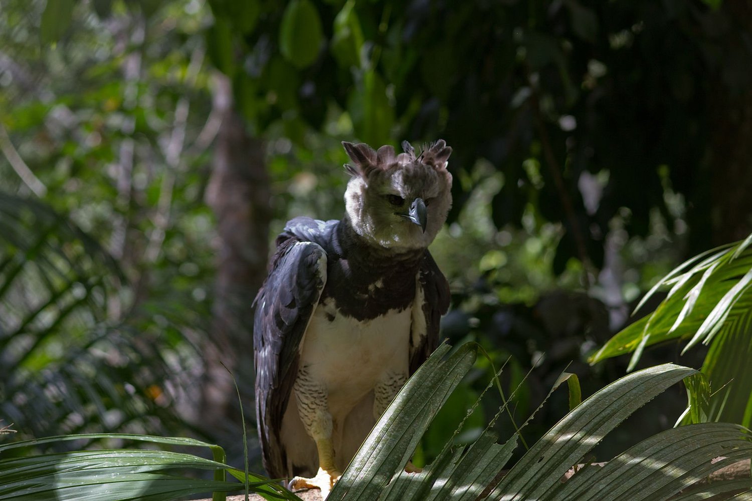 The Science of Harpy Eagles — Inspire EdVentures