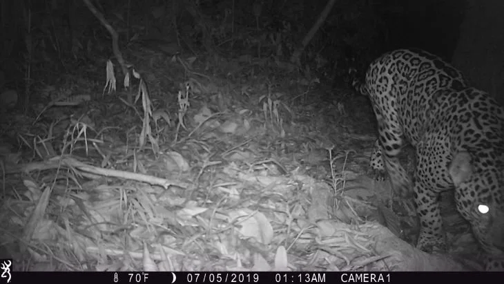 Learn about Jaguar Spot Identification from the Jaguars of Sleeping ...