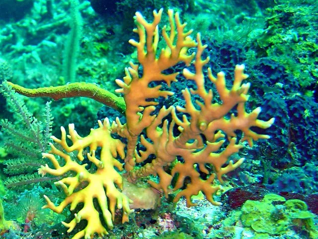 The Stinging Fire Corals of Belize — Inspire EdVentures