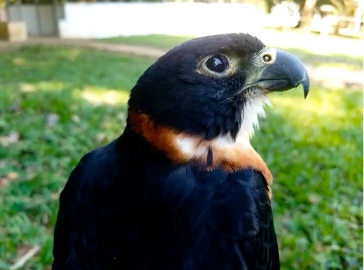 The Beauty of the Orange-Breasted Falcon — Inspire EdVentures