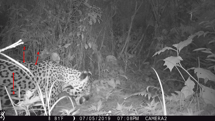 Learn about Jaguar Spot Identification from the Jaguars of Sleeping ...