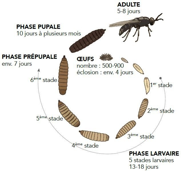 Résumé de l'élevage des mouches pour la production d'asticots — FERME ...