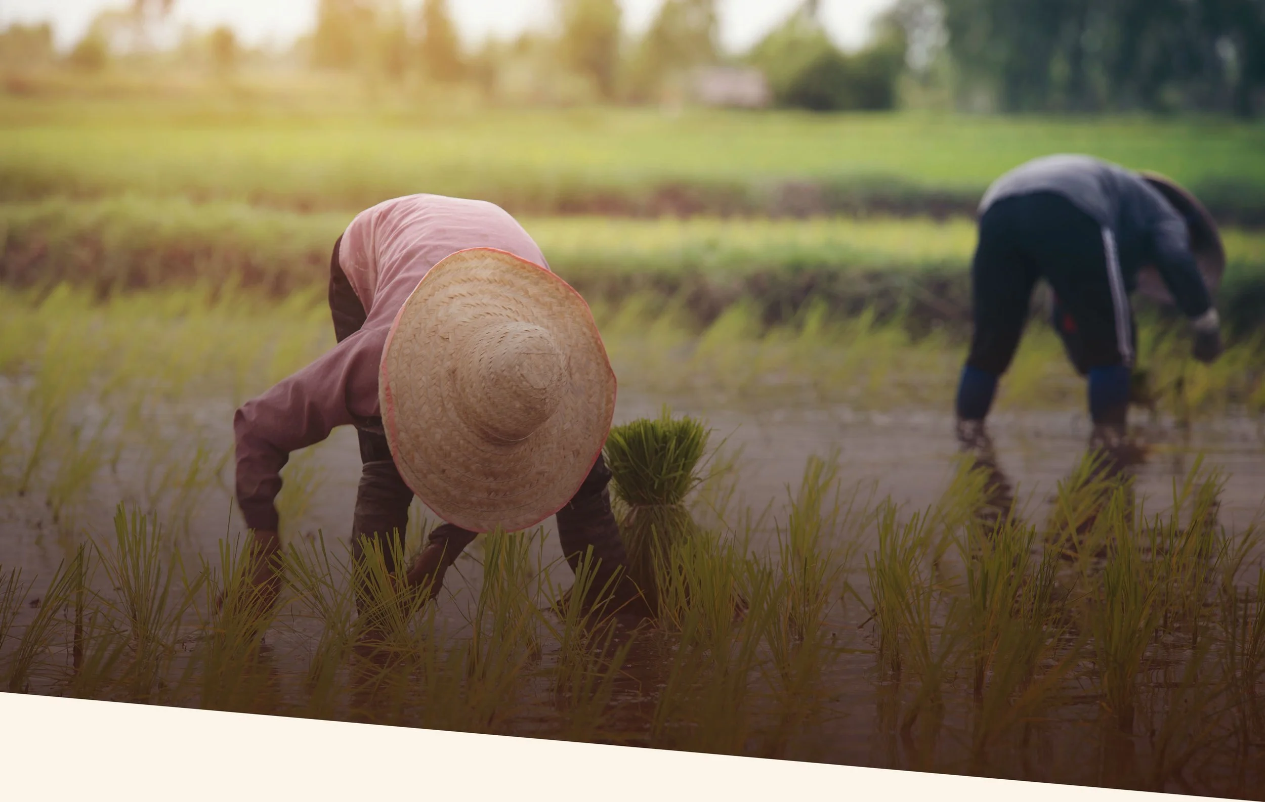 About Us — Dovetail Impact Foundation