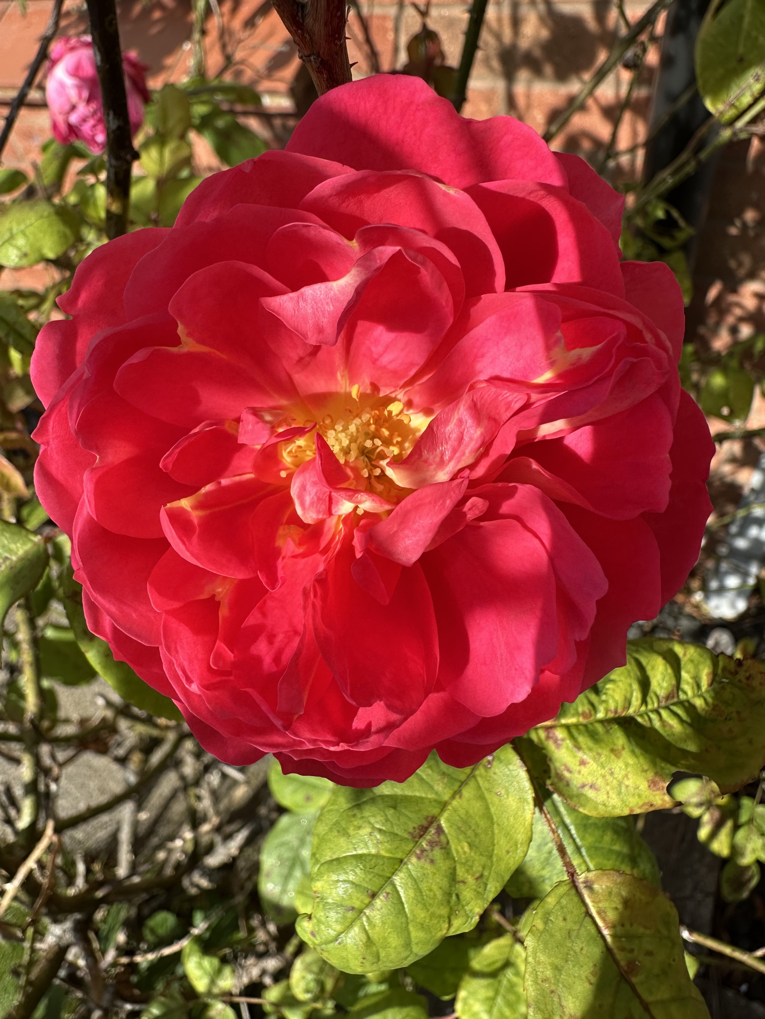 Does raspberry leaf tea support pregnancy and birth? — Wellness with ...