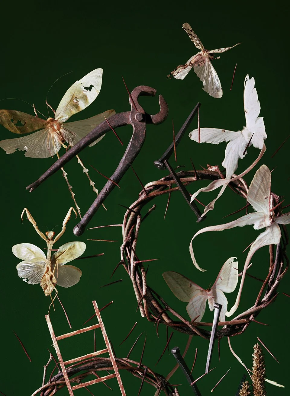 Ad Altiora Tendo (2022-) — Tara Sellios