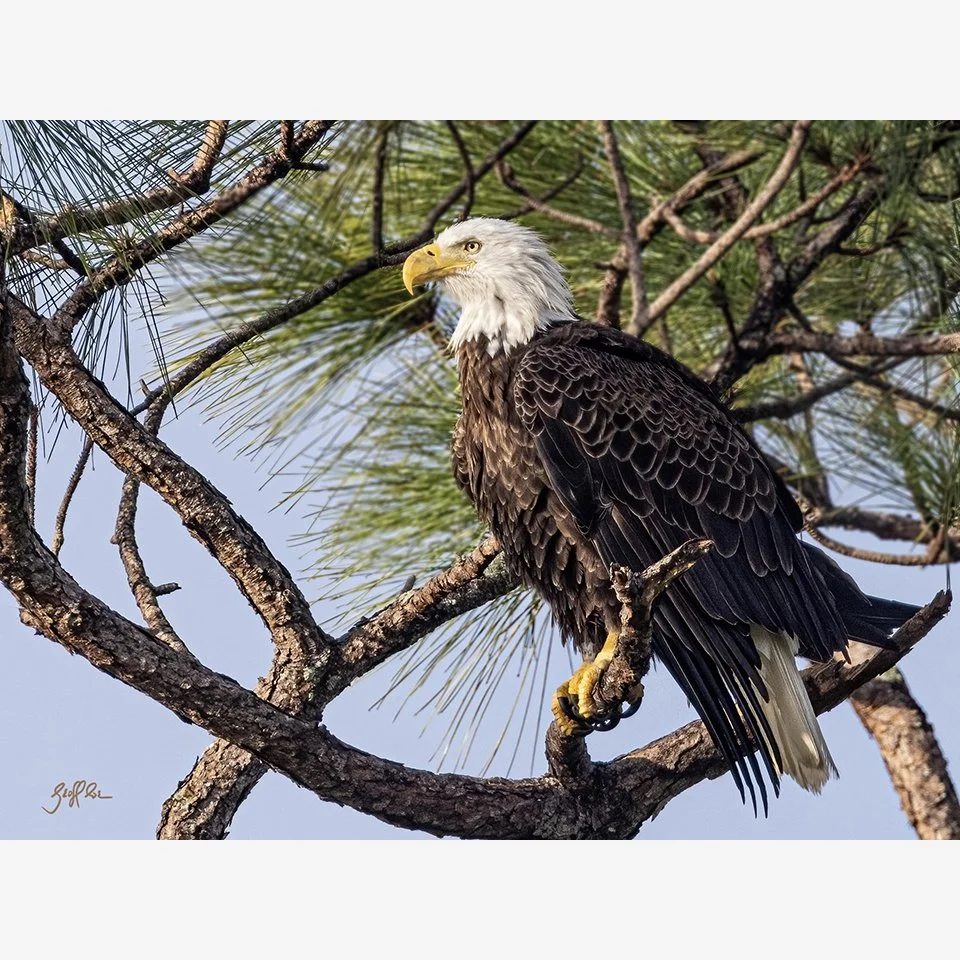 Eagle Standing On Pine Tree