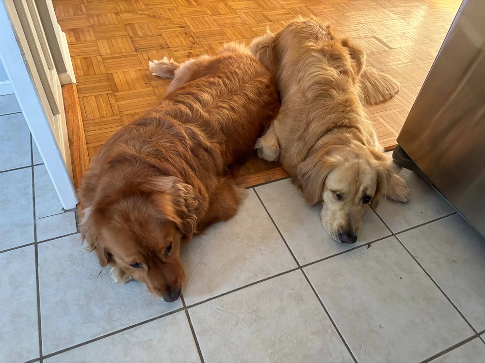 Boarding — Ruff Days