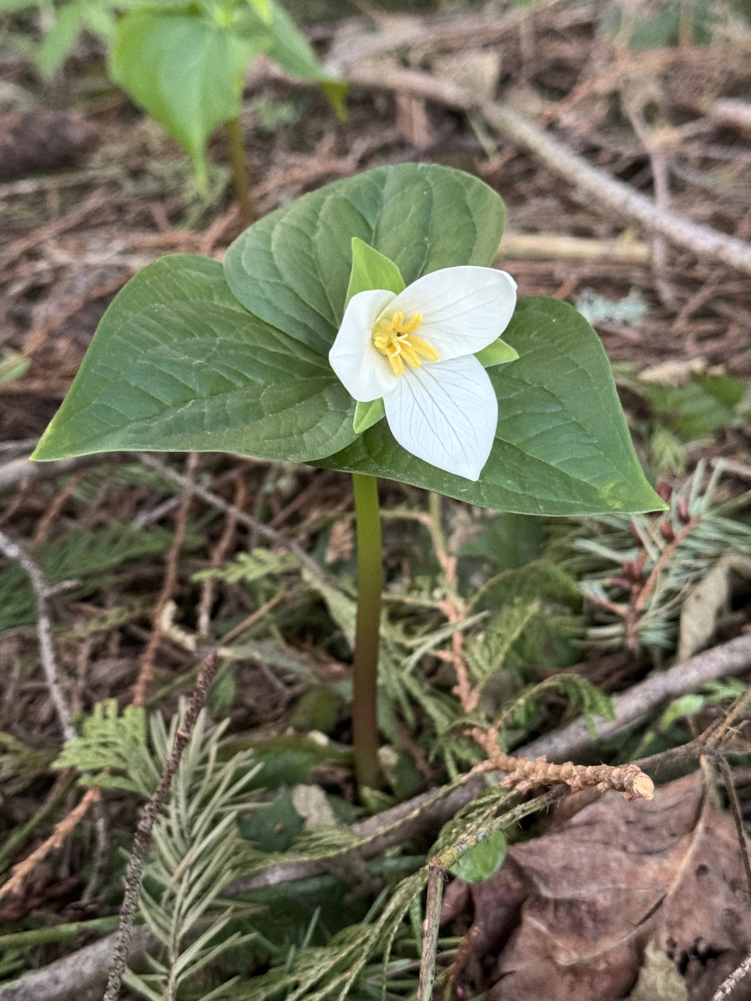 Threshold Process — Threshold Process