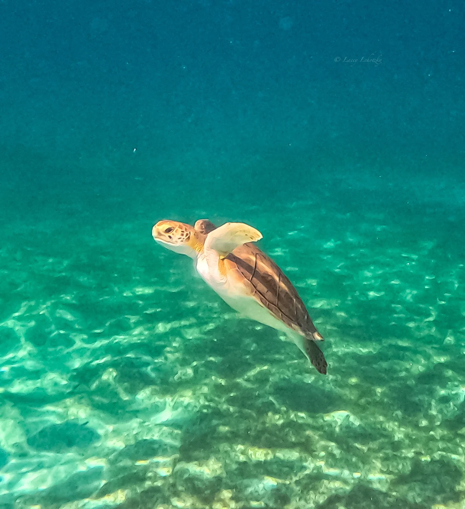 Visiting Aruba: 4 Day Aruba Itinerary for Fun in the Sun — Live it up ...