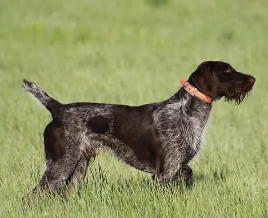 Badlands Kennel German Wirehaired Pointers
