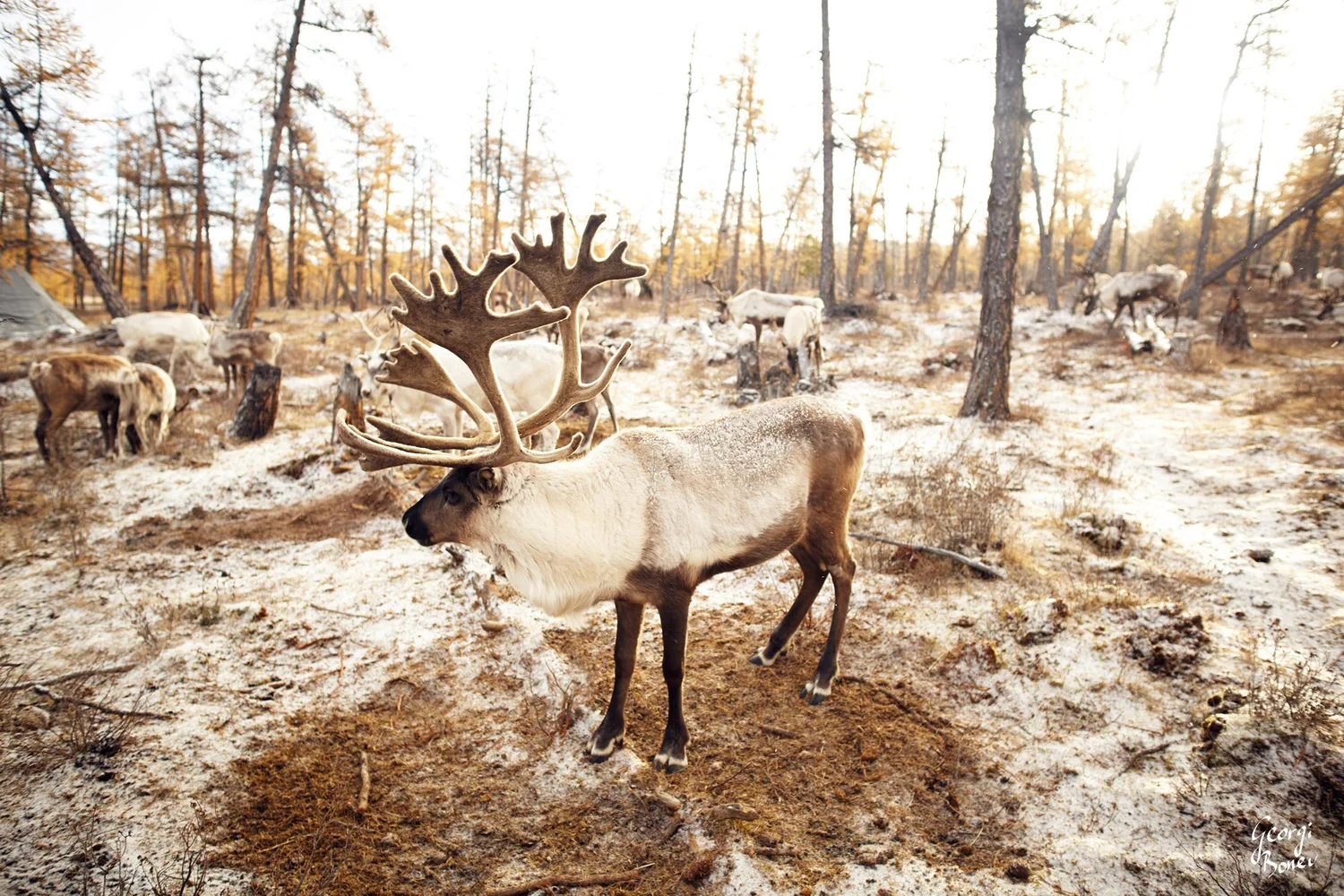 Tsaatan People — Georgi Bonev