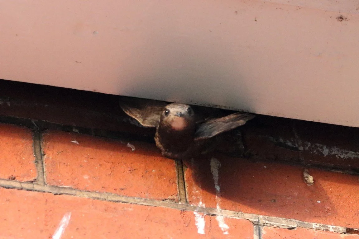 The Swift — High Weald Swifts