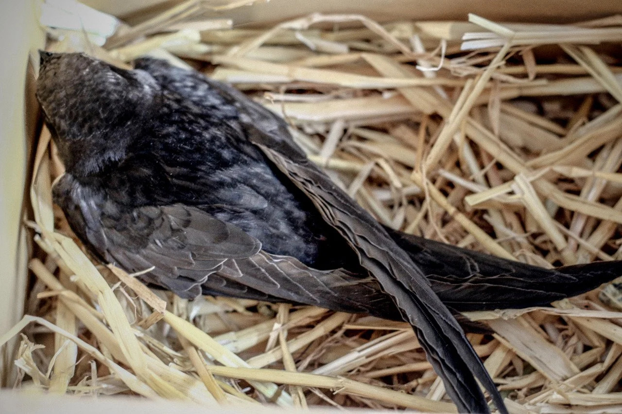 Grounded Swift — High Weald Swifts