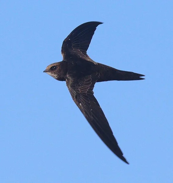 The Swift — High Weald Swifts