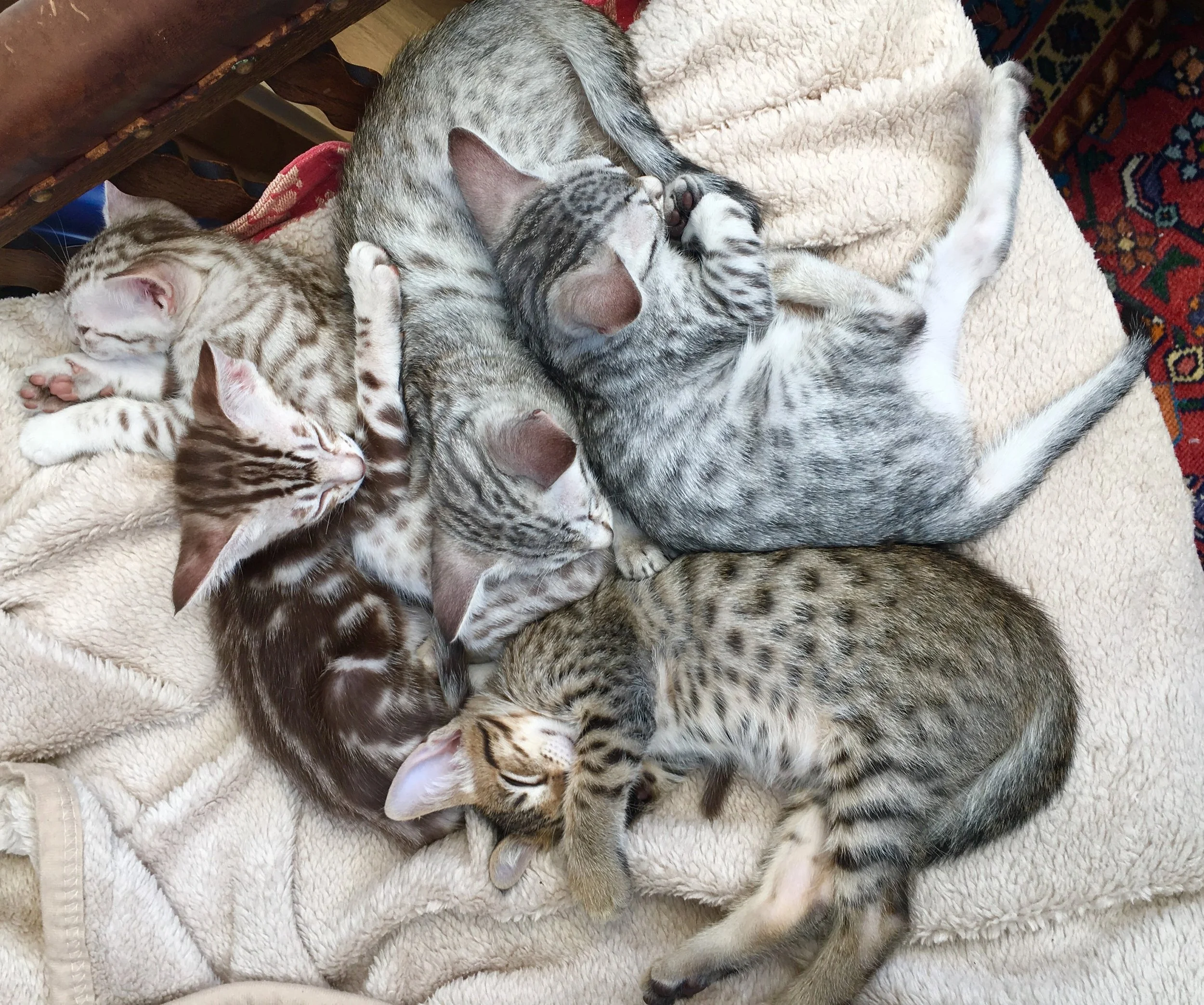 The Kittens — St-Elmo Ocicats