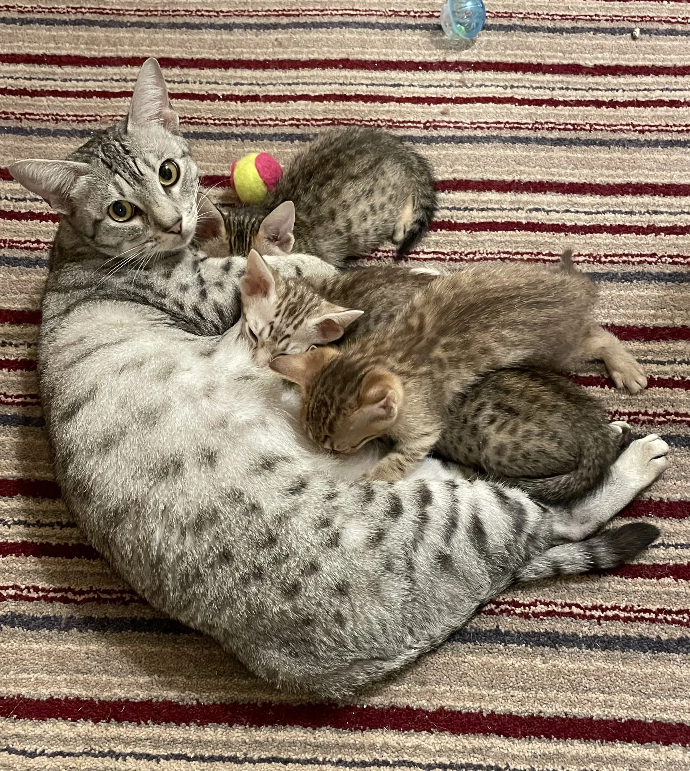 The Ocicat| Find Your Perfect Kitten Today — St-Elmo Ocicats