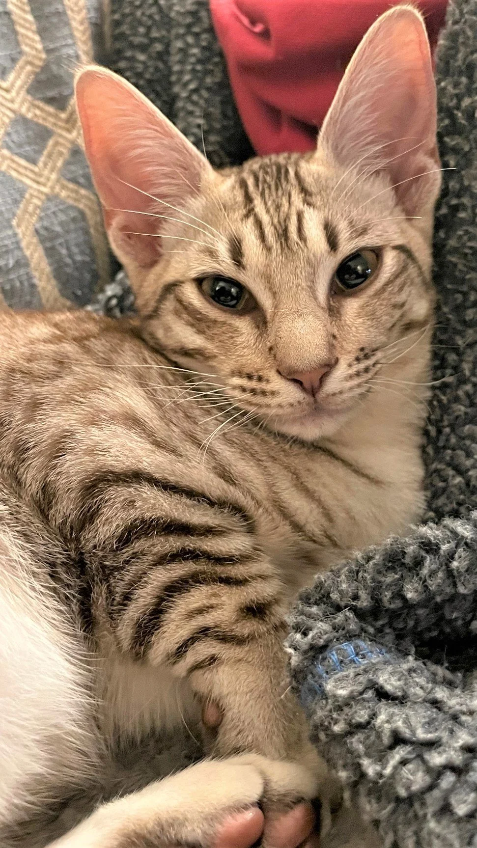 Chocolate Silver Ocicat