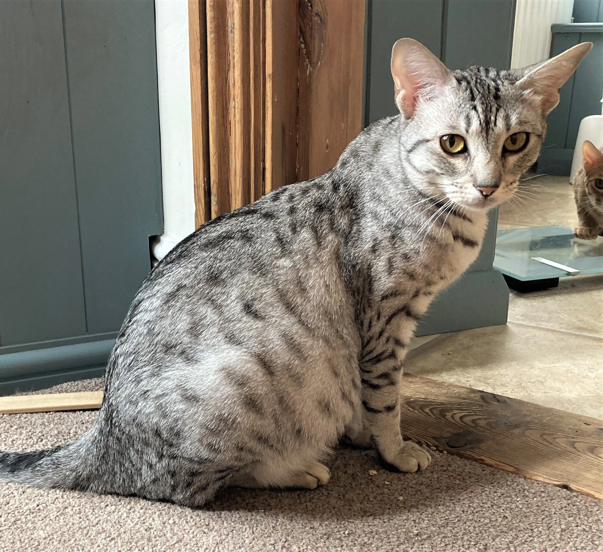 Photos — St-Elmo Ocicats