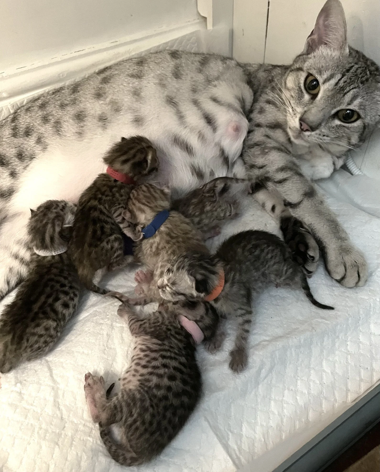 The Ocicat| Find Your Perfect Kitten Today — St-Elmo Ocicats