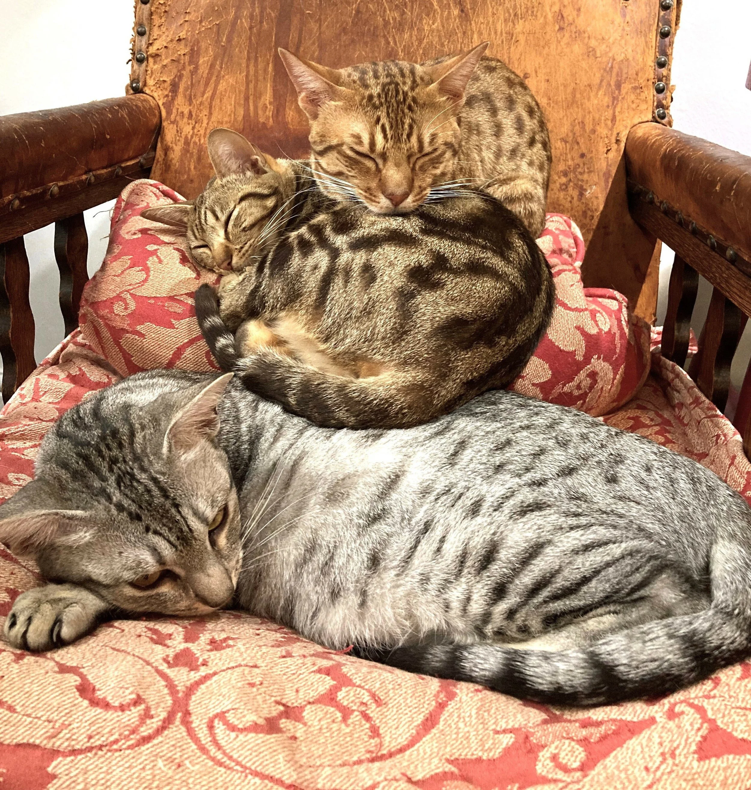 Ocicats and Ocicat Classics cats that act like dogs, faithful and ...
