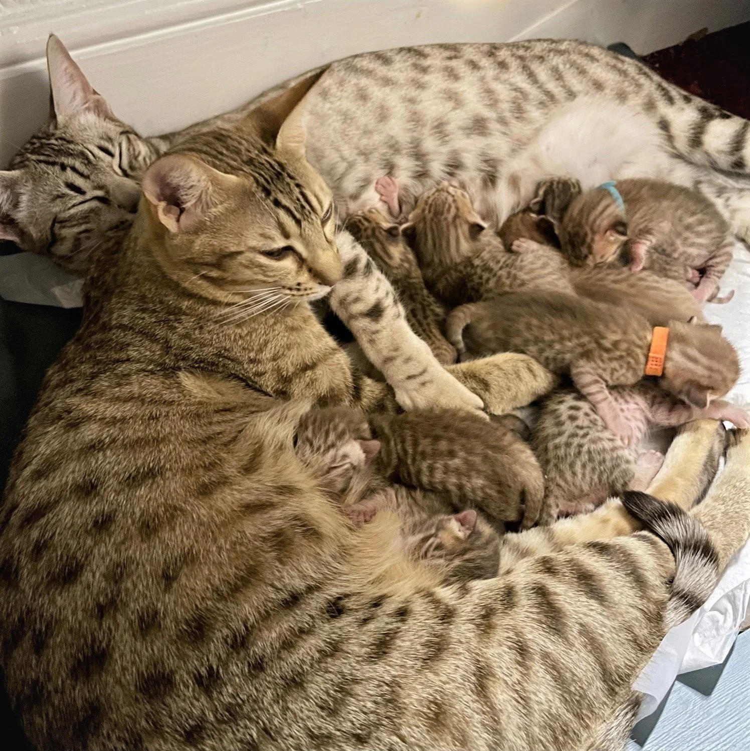 The Ocicat| Find Your Perfect Kitten Today — St-Elmo Ocicats