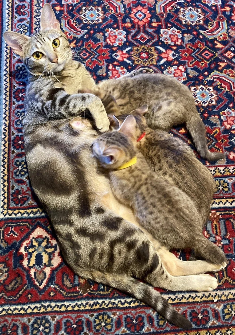 The Ocicat| Find Your Perfect Kitten Today — St-Elmo Ocicats