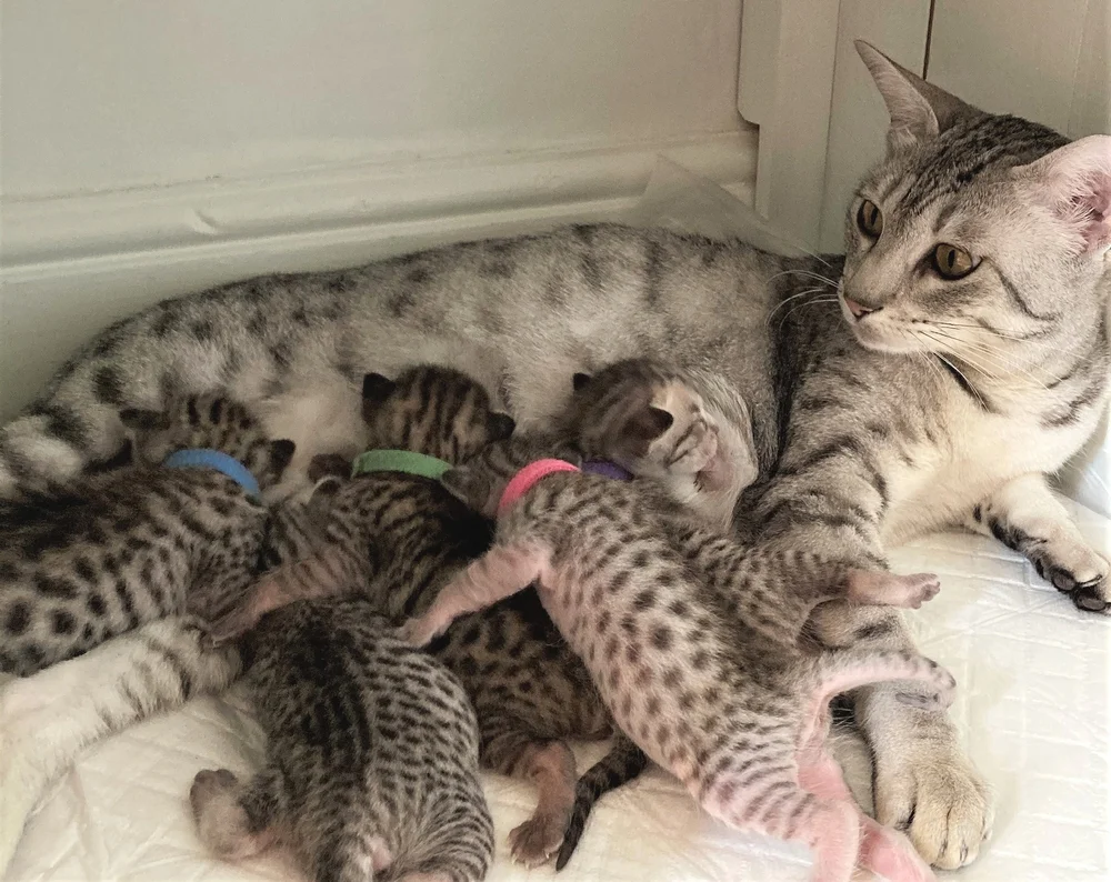 The Ocicat| Find Your Perfect Kitten Today — St-Elmo Ocicats